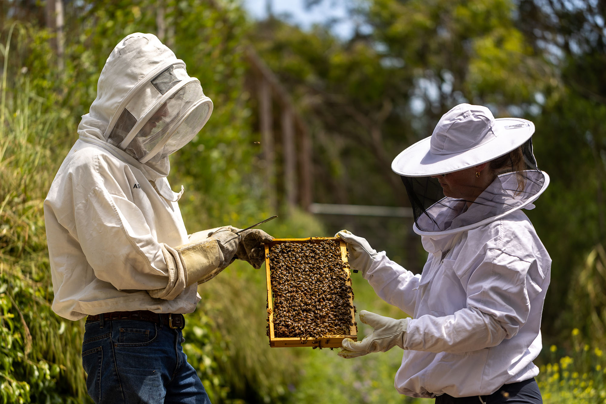 Melbourne Polytechnic | Beekeeping